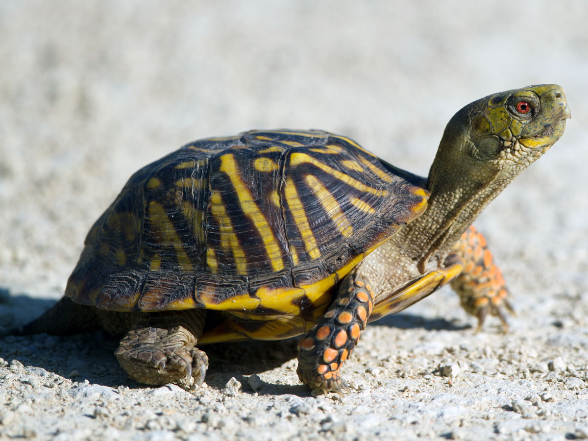 Turtle HobbyDB